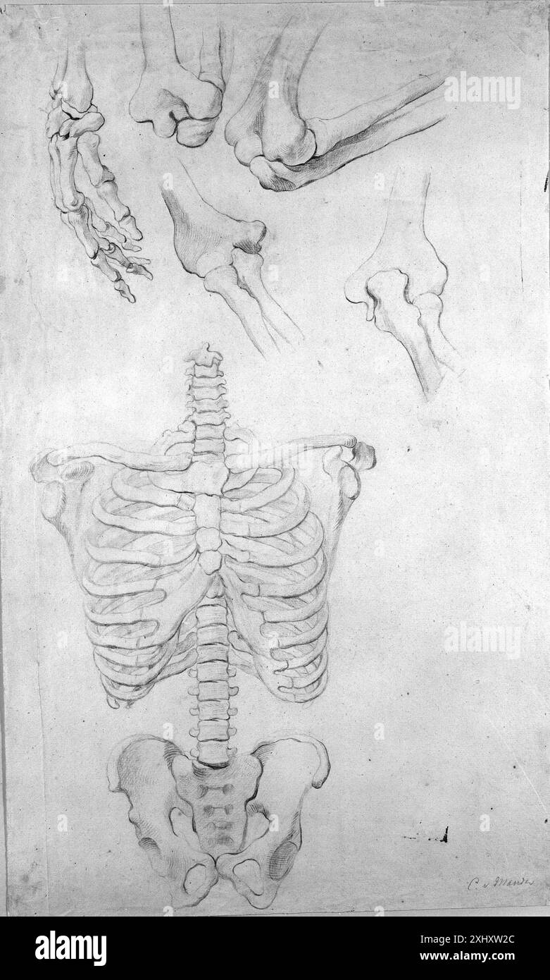 Hand in profile; Four reproductions of elbow joints; backbone with ...
