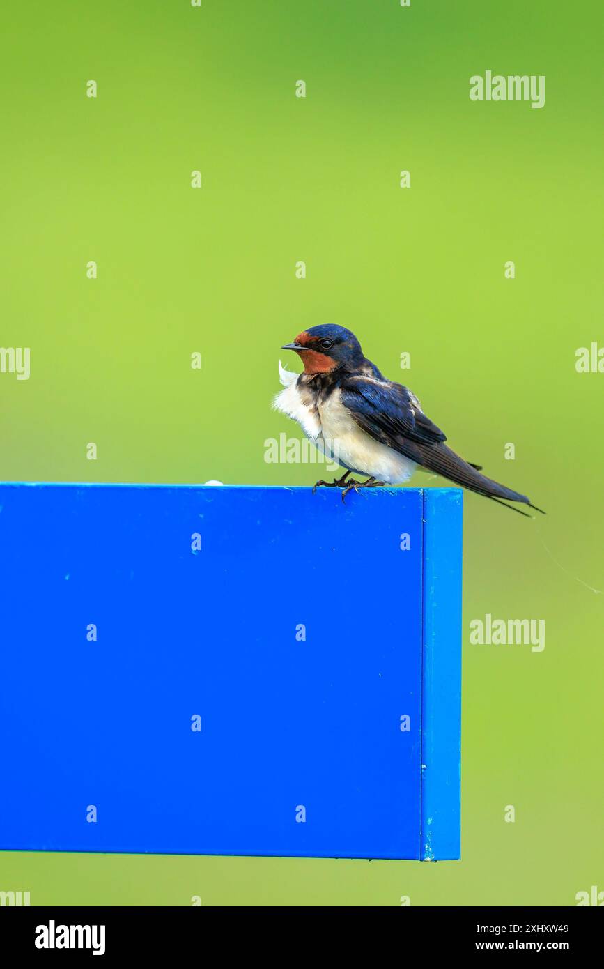 Closeup of a Barn Swallow, Hirundo rustica, resting after hunting. This ...