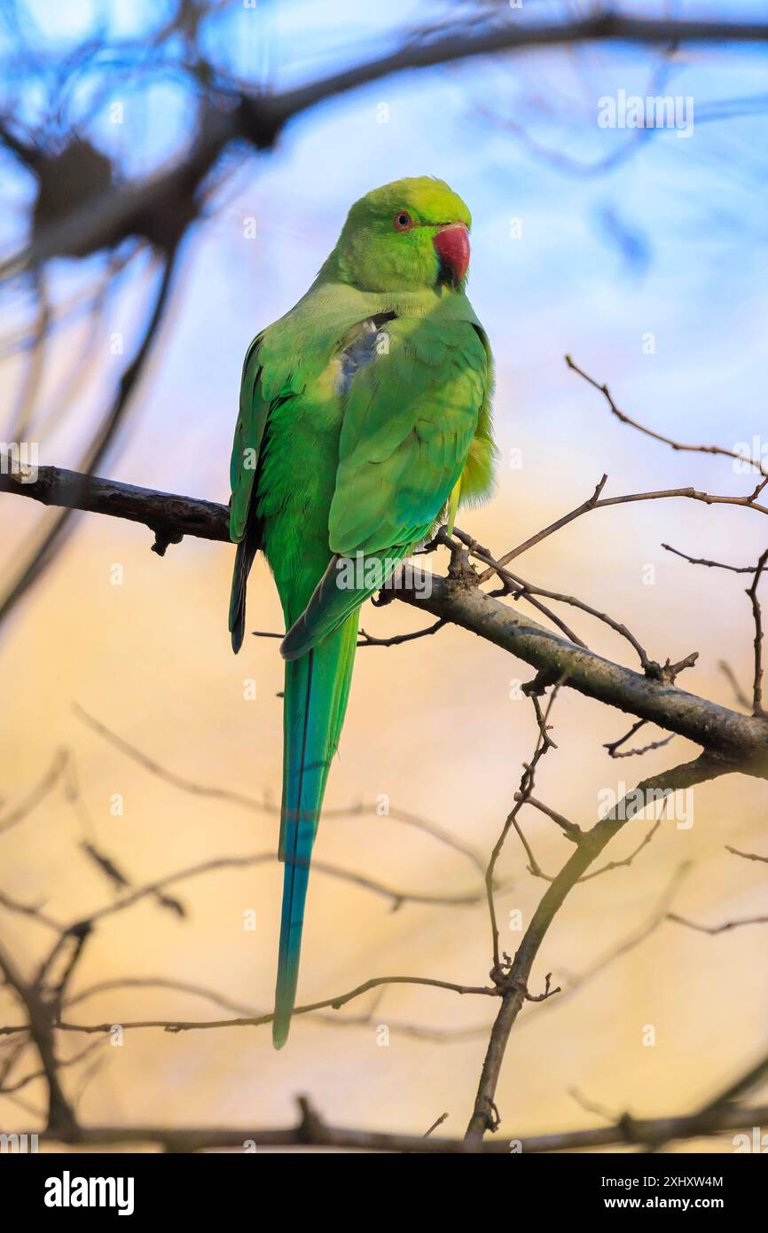 Closeup of a Rose-ringed parakeet, Psittacula krameri, also known as ...