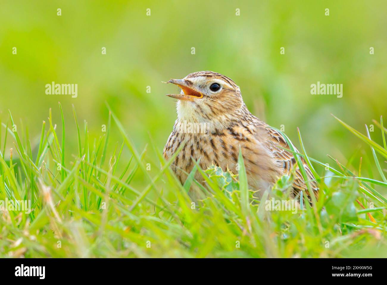 Skylark flying hi-res stock photography and images - Alamy