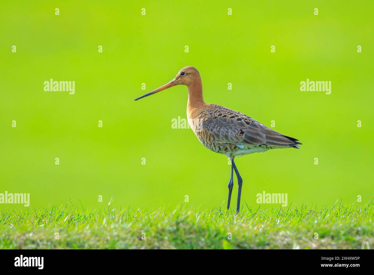 A black-tailed godwit, Limosa Limosa, wader bird calling and shouting ...