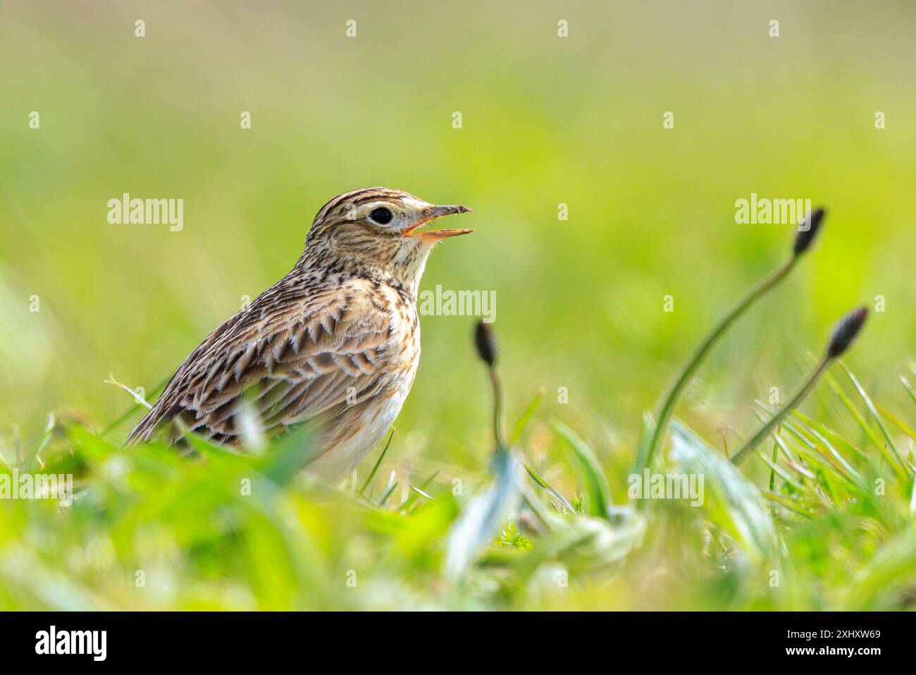 Skylark flying hi-res stock photography and images - Alamy