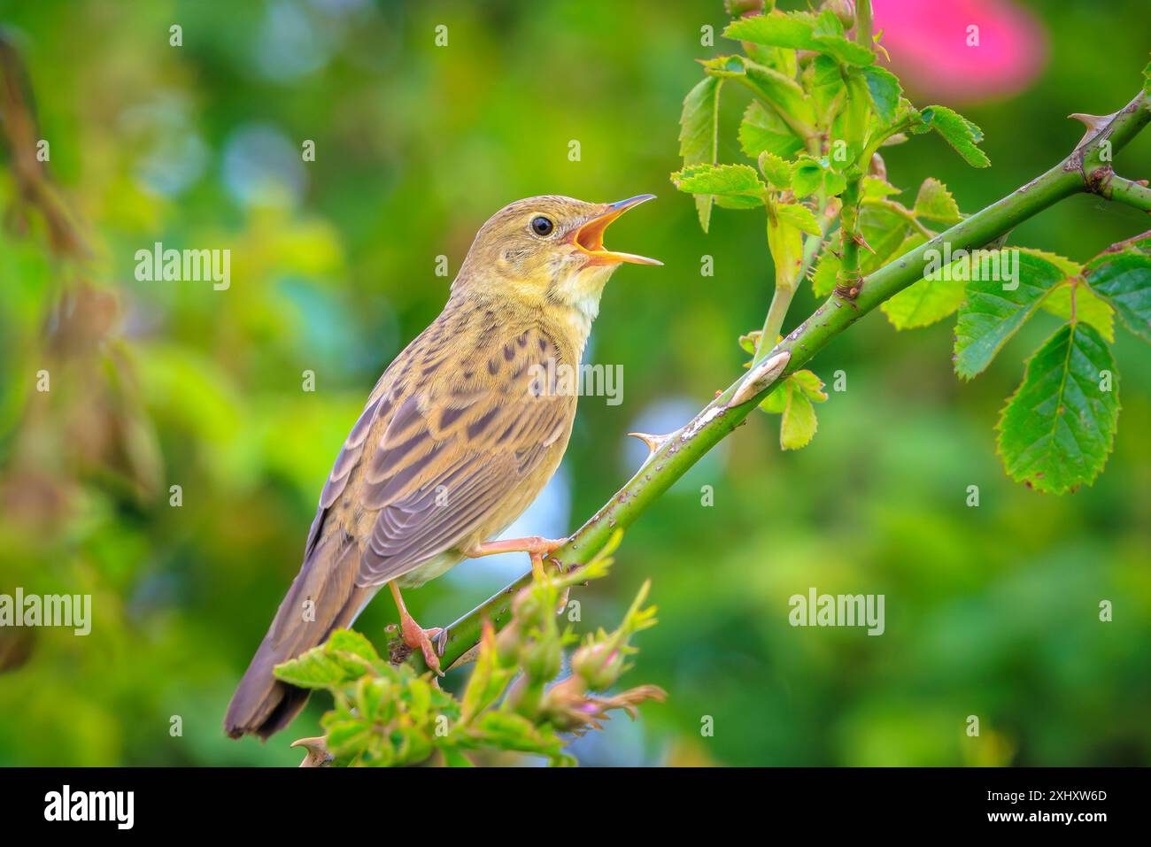Common Grasshopper warbler bird Locustella naevia mating on a tree ...