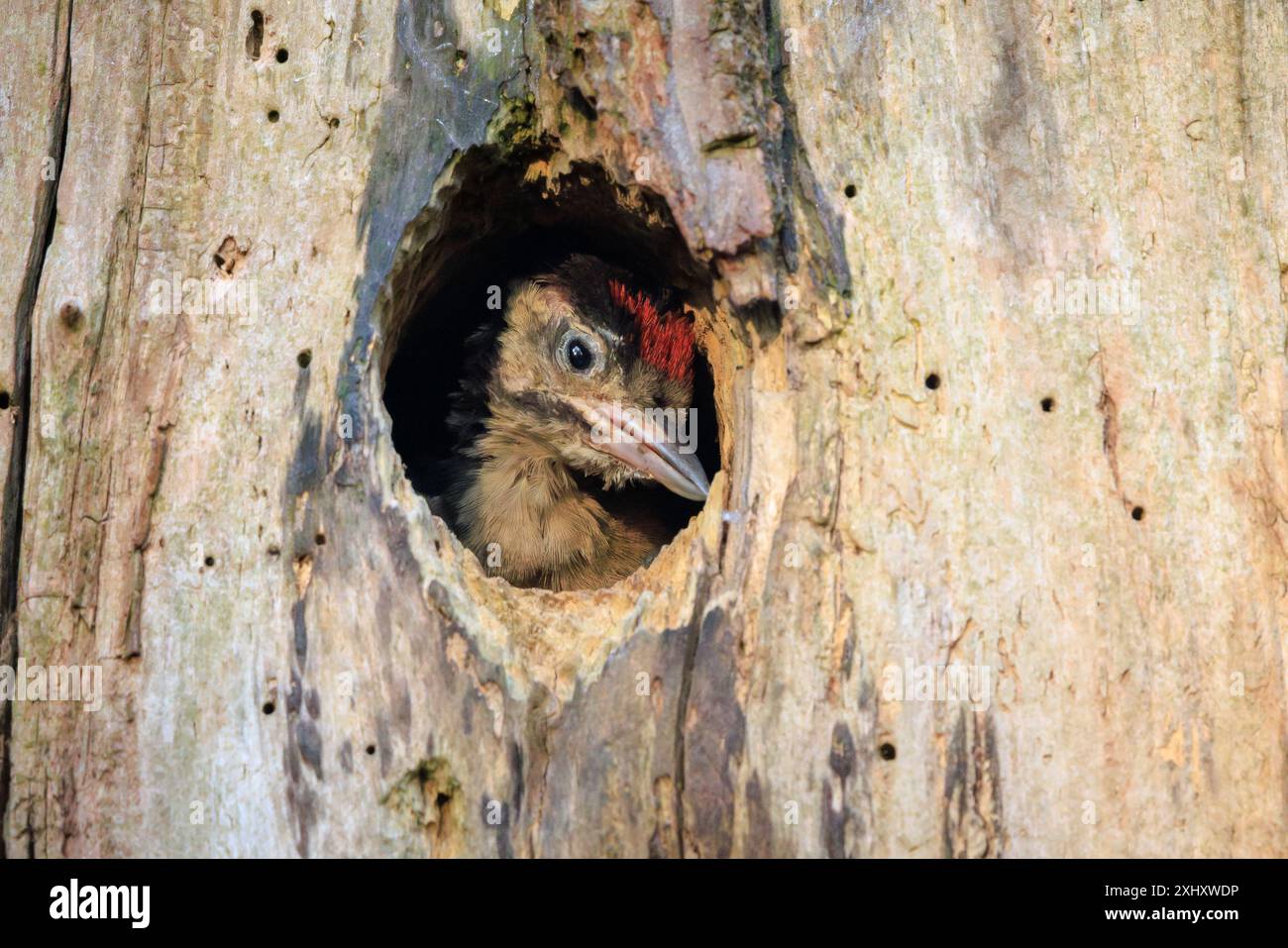 Closeup of a juvenile great spotted woodpecker bird, Dendrocopos major ...