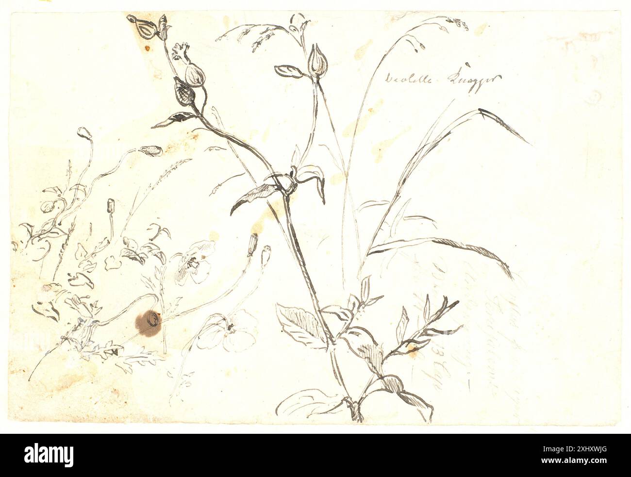 Plant studies Dreyer, Dankvart 1816 - 1852 Drawing Plantestudier Stock ...