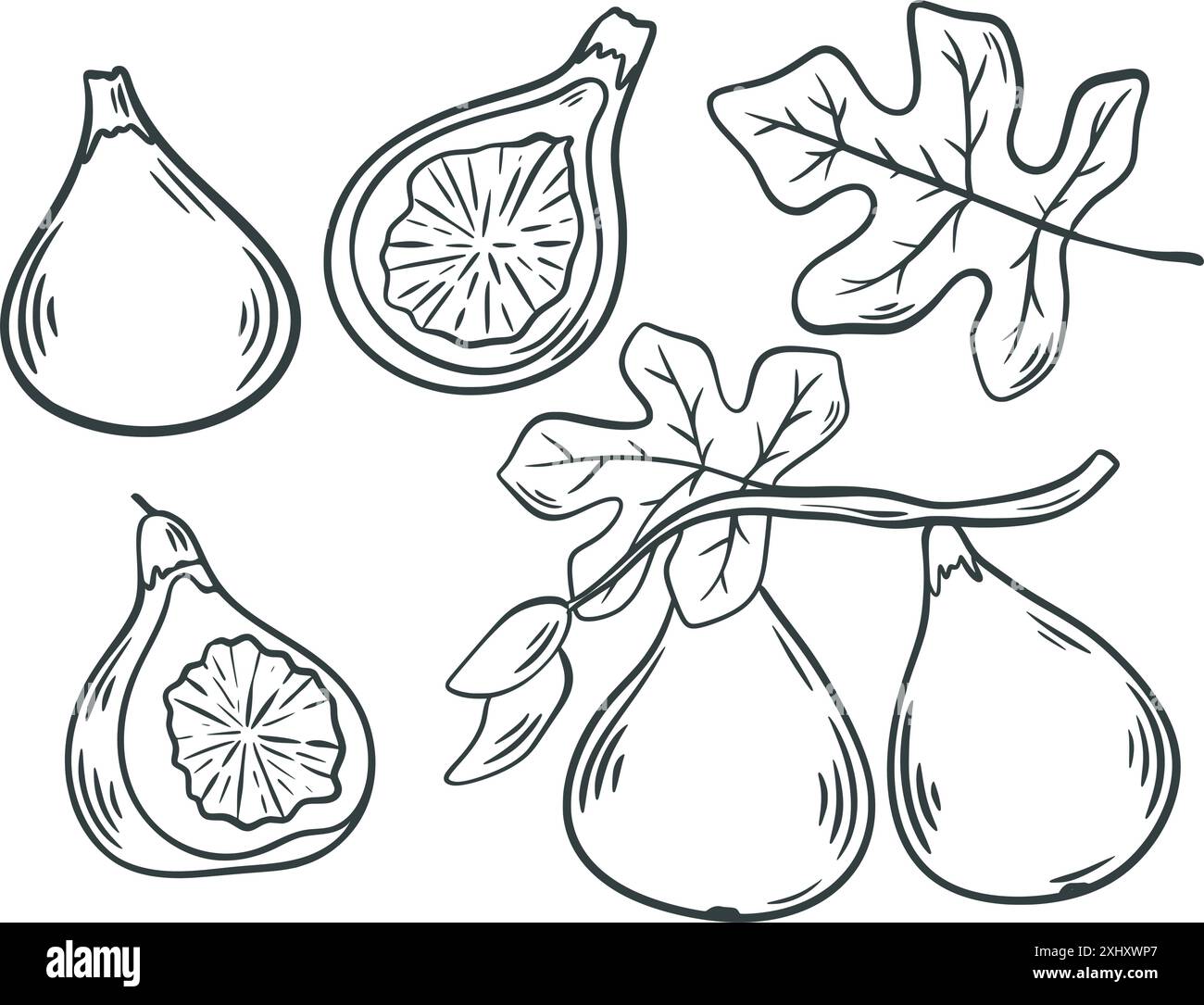 Figs hand engraving isolated vector illustration set Stock Vector Image ...
