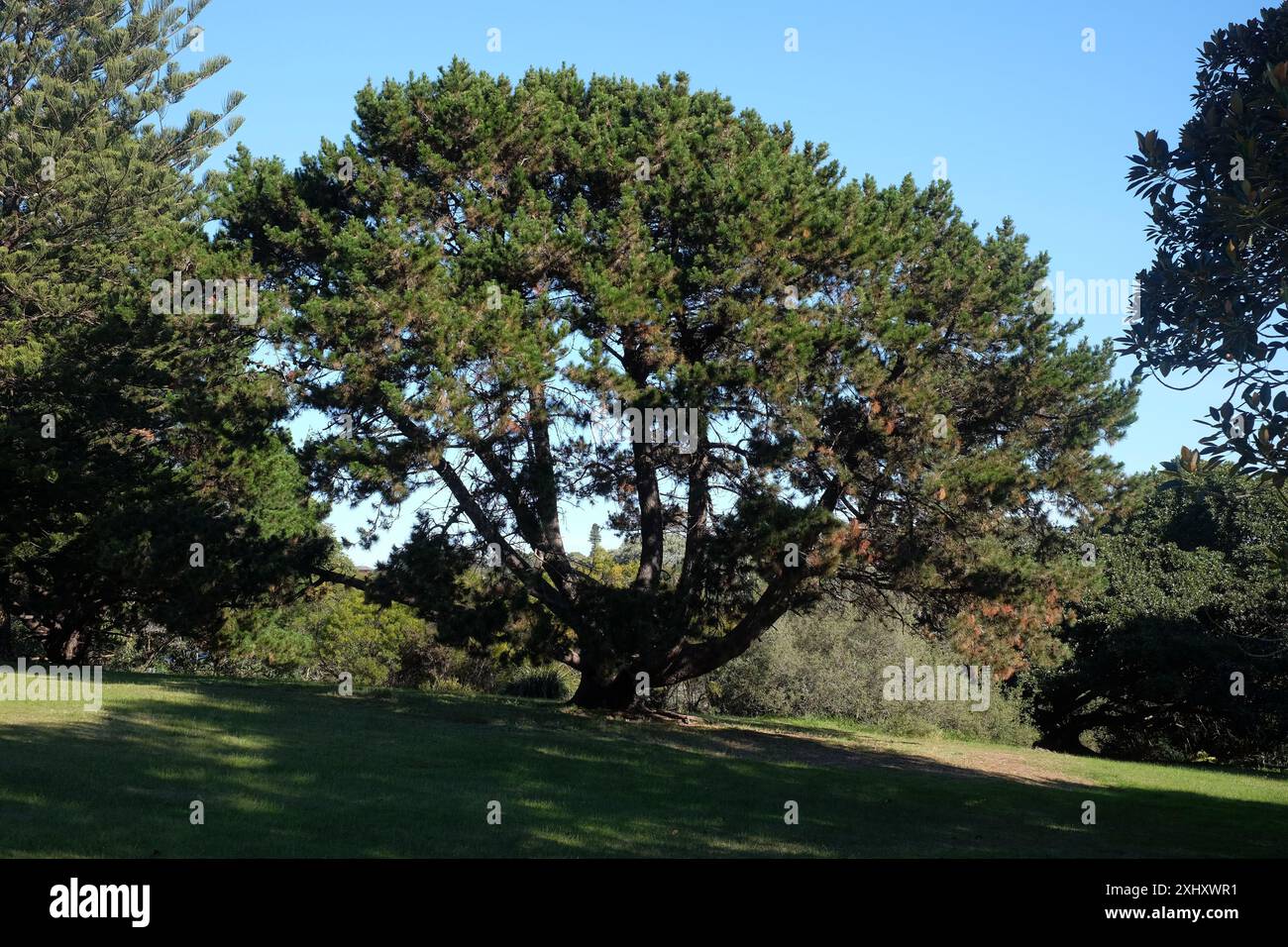 An old cluster pine with large low boughs branching into a dome shape ...