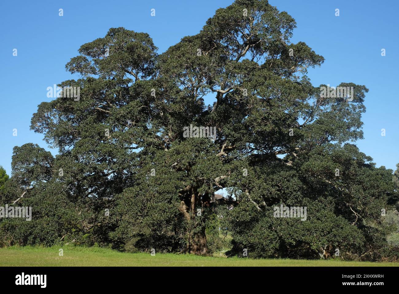 Profile view of the full canopy a large, old Moreton Bay Fig tree in ...