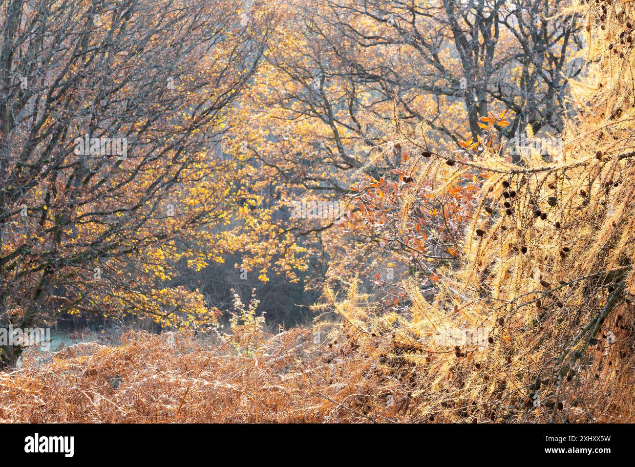 South Shropshire landscapes and woodland viewed from Hopesay Common ...