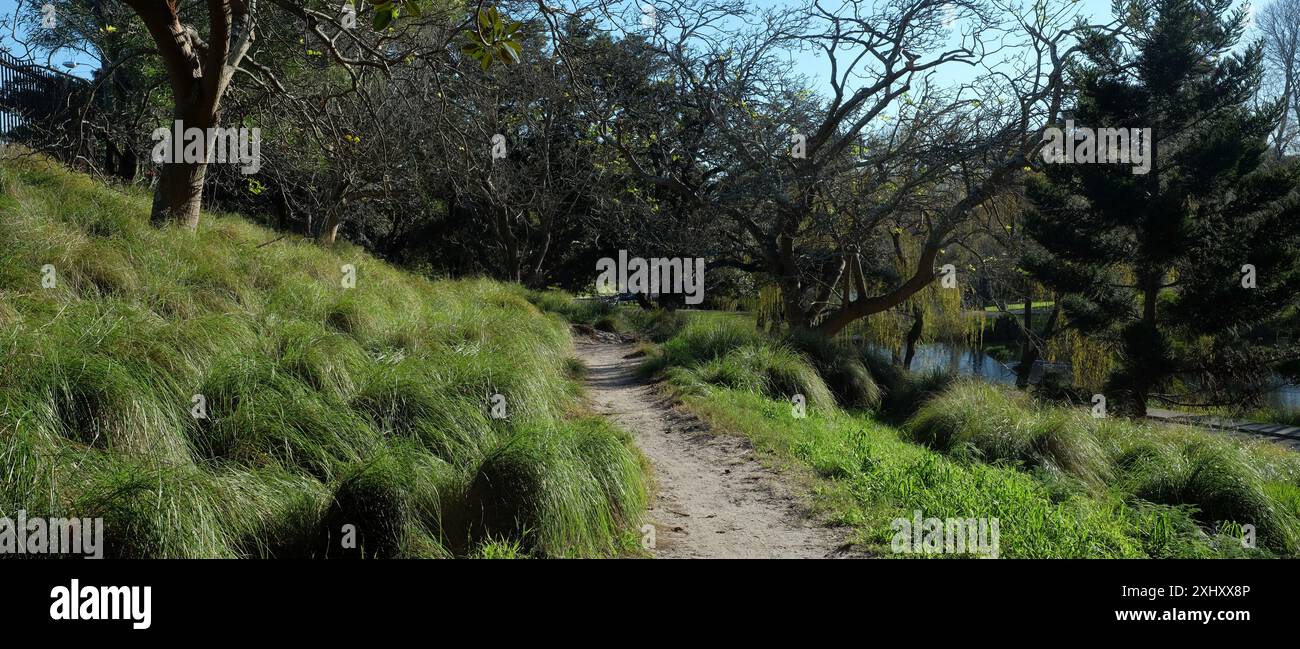 Panorama of a sandy path skirting Darley Road, clumps of grass, old ...