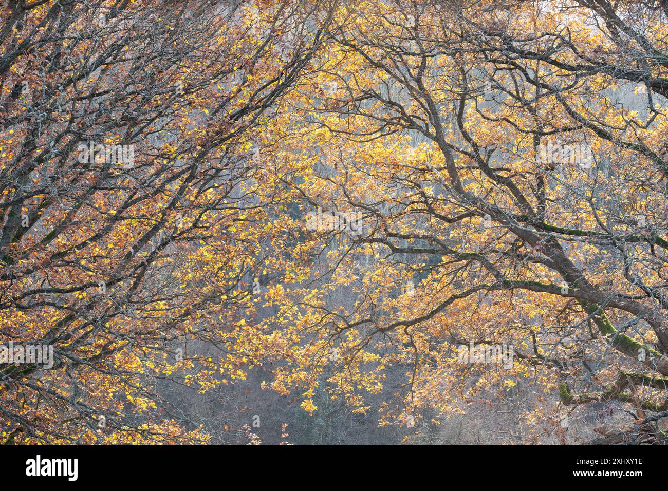South Shropshire landscapes and woodland viewed from Hopesay Common ...