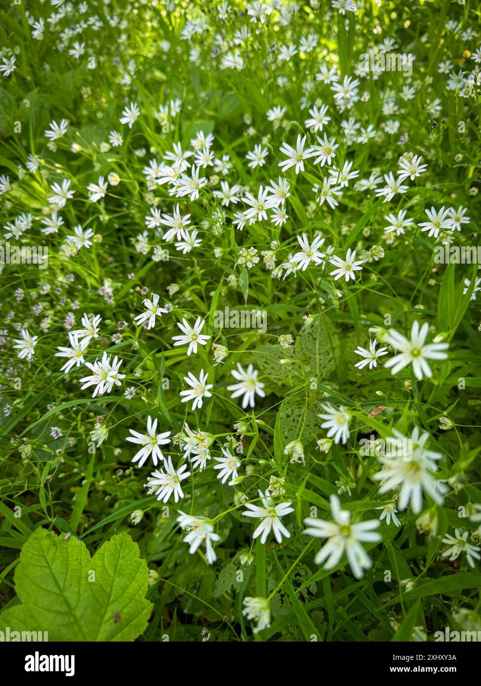 Depiction of biodiversity hi-res stock photography and images - Alamy