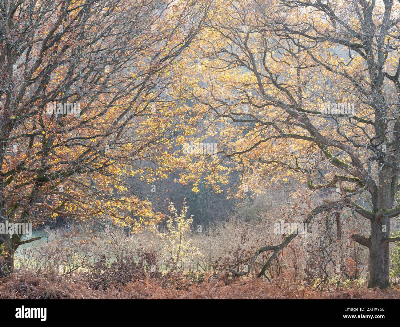South Shropshire landscapes and woodland viewed from Hopesay Common ...