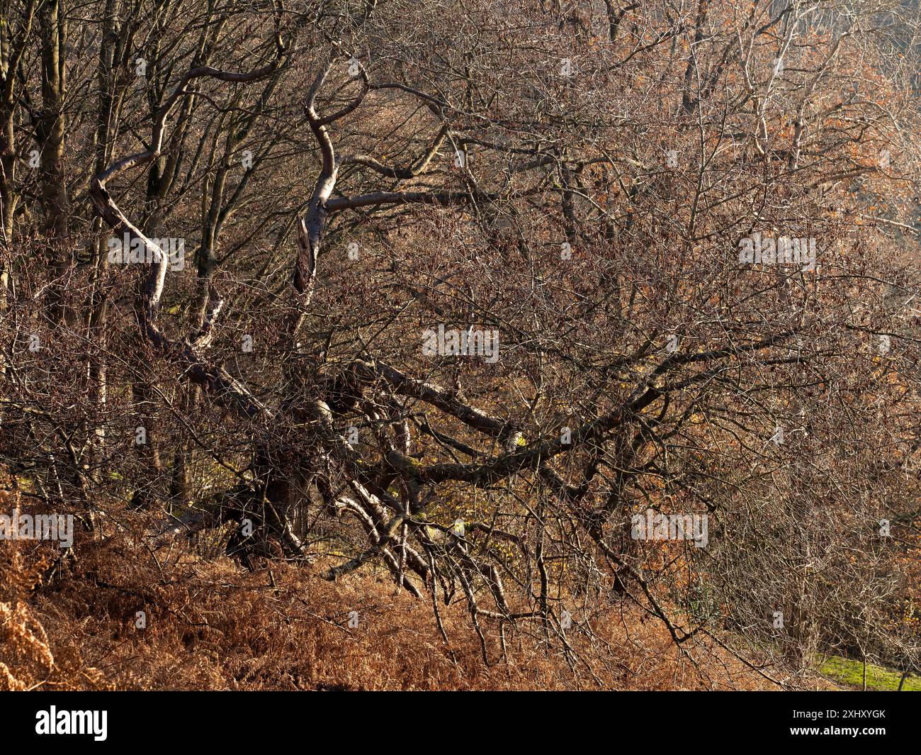 South Shropshire landscapes and woodland viewed from Hopesay Common ...