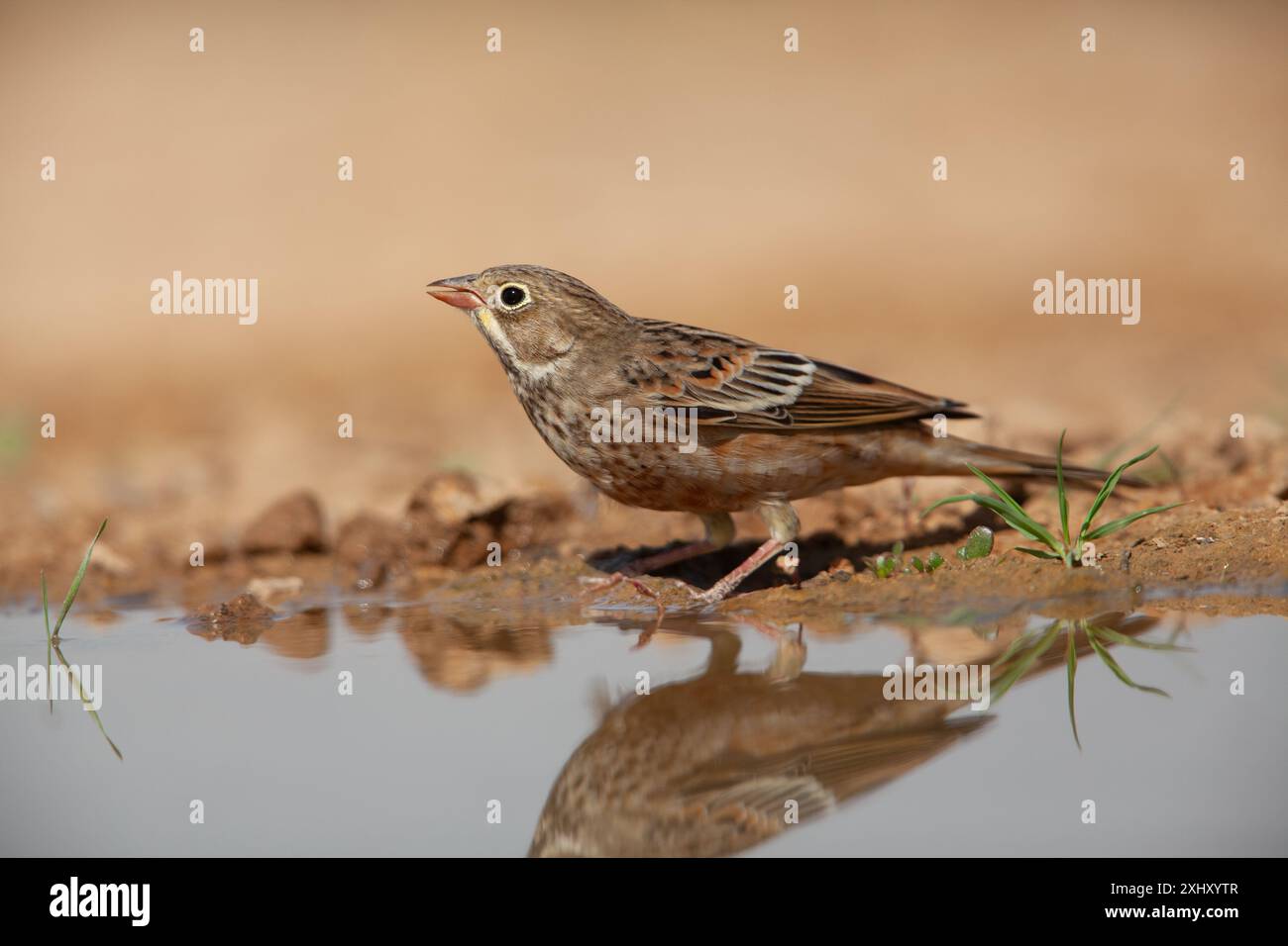 Ortolan Bunting drinking water in the desert Stock Photo - Alamy