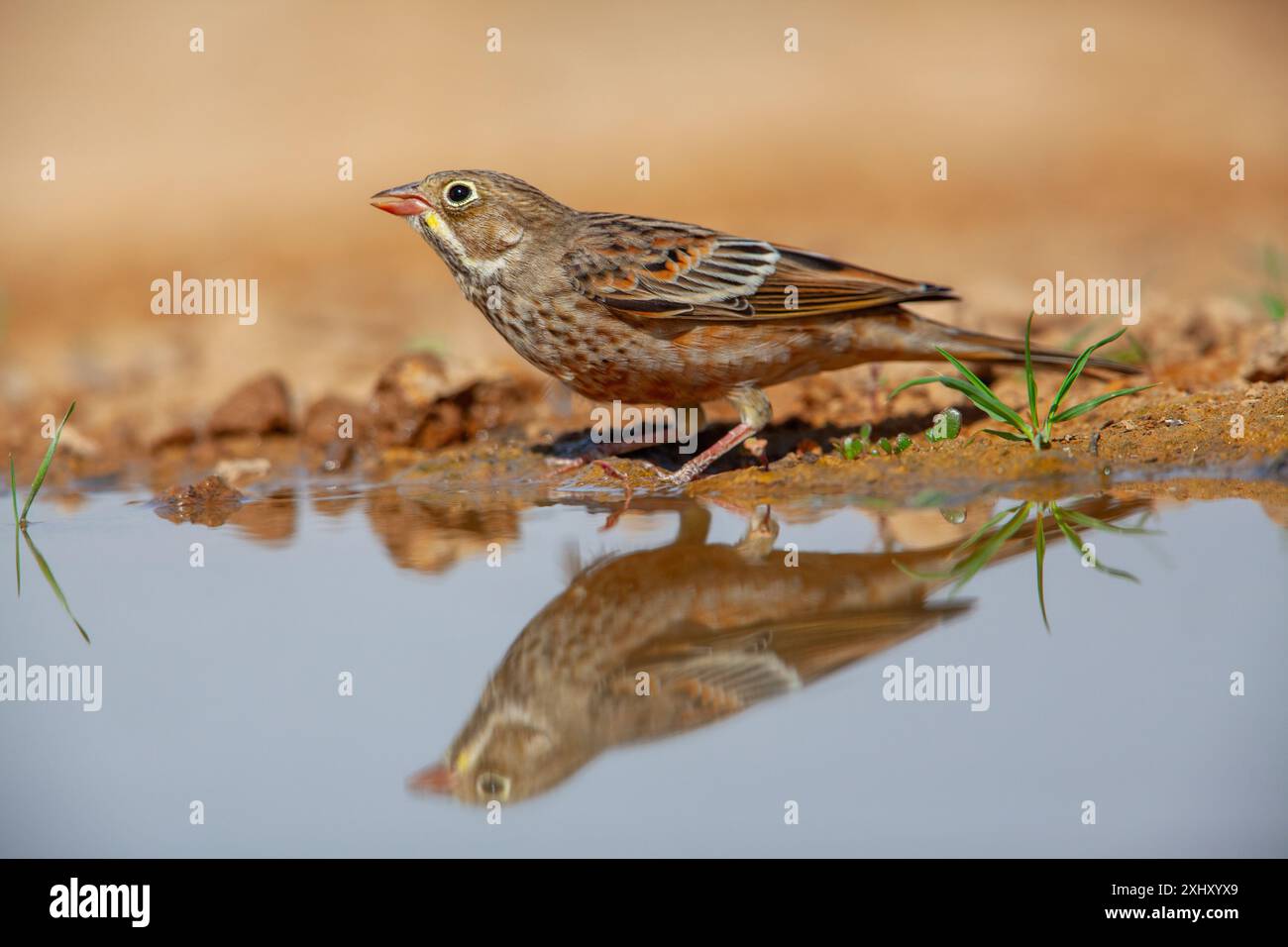 Ortolan Bunting drinking water in the desert Stock Photo - Alamy