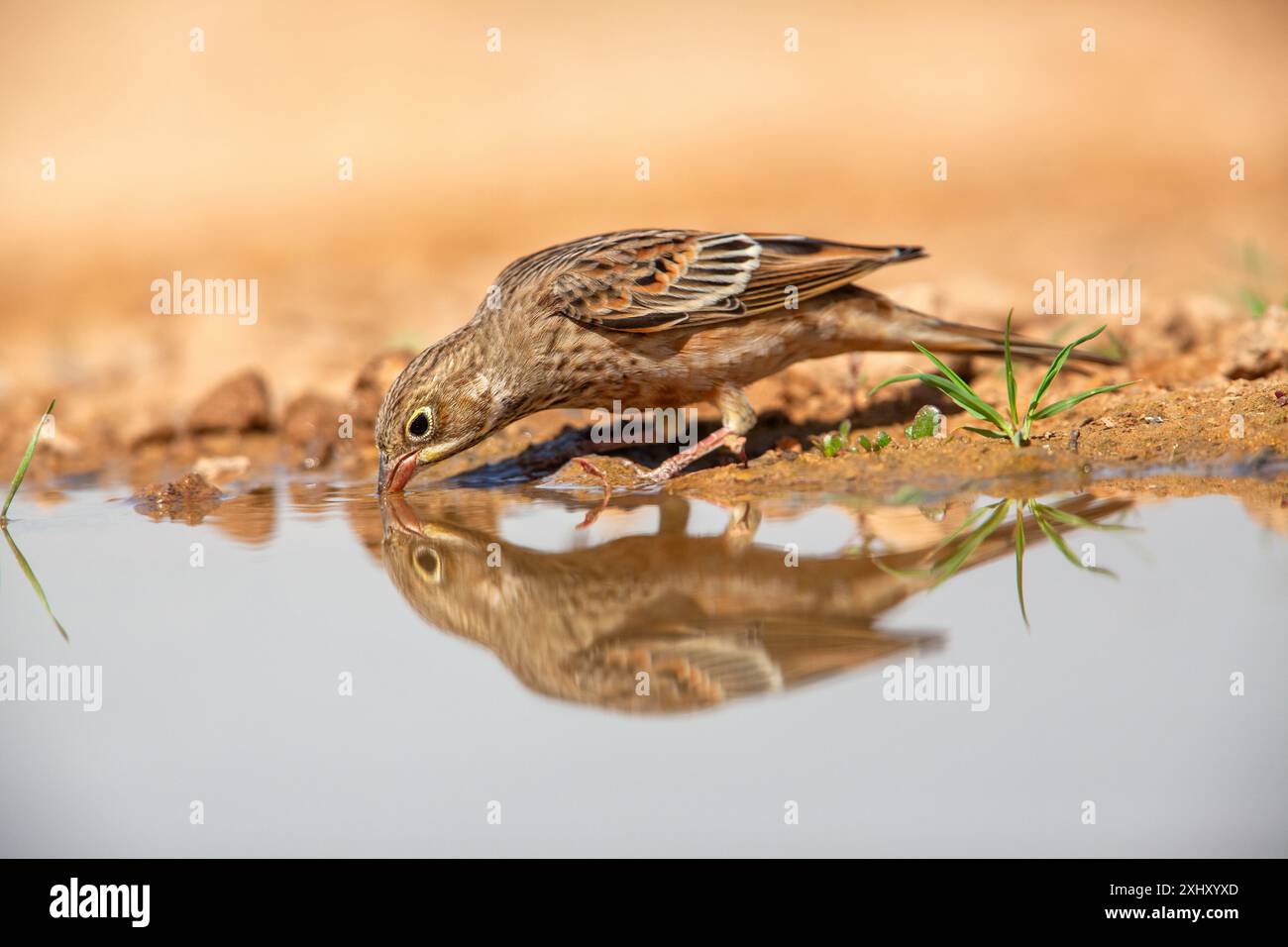 Ortolan Bunting drinking water in the desert Stock Photo - Alamy