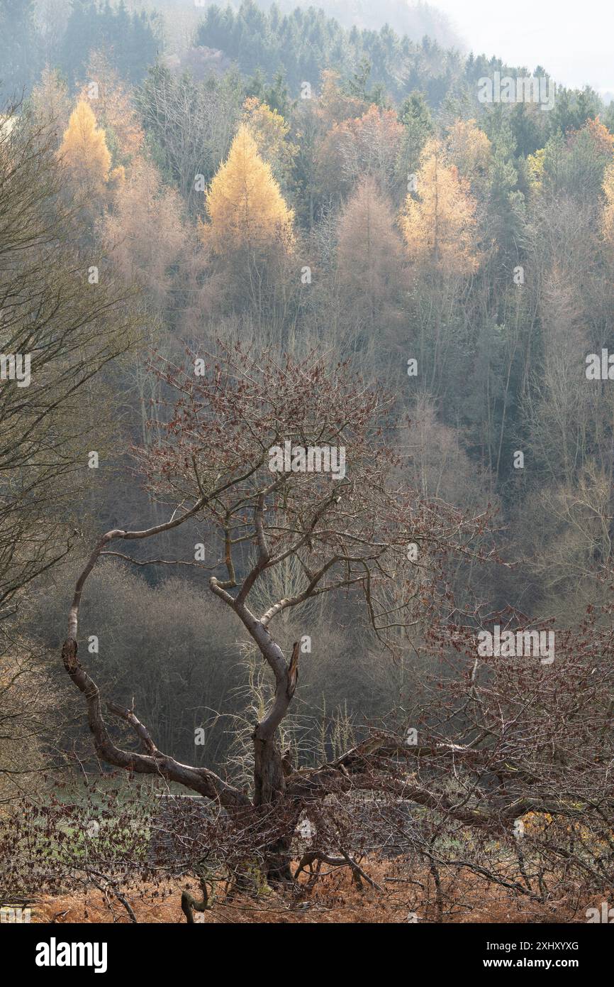 South Shropshire landscapes and woodland viewed from Hopesay Common ...