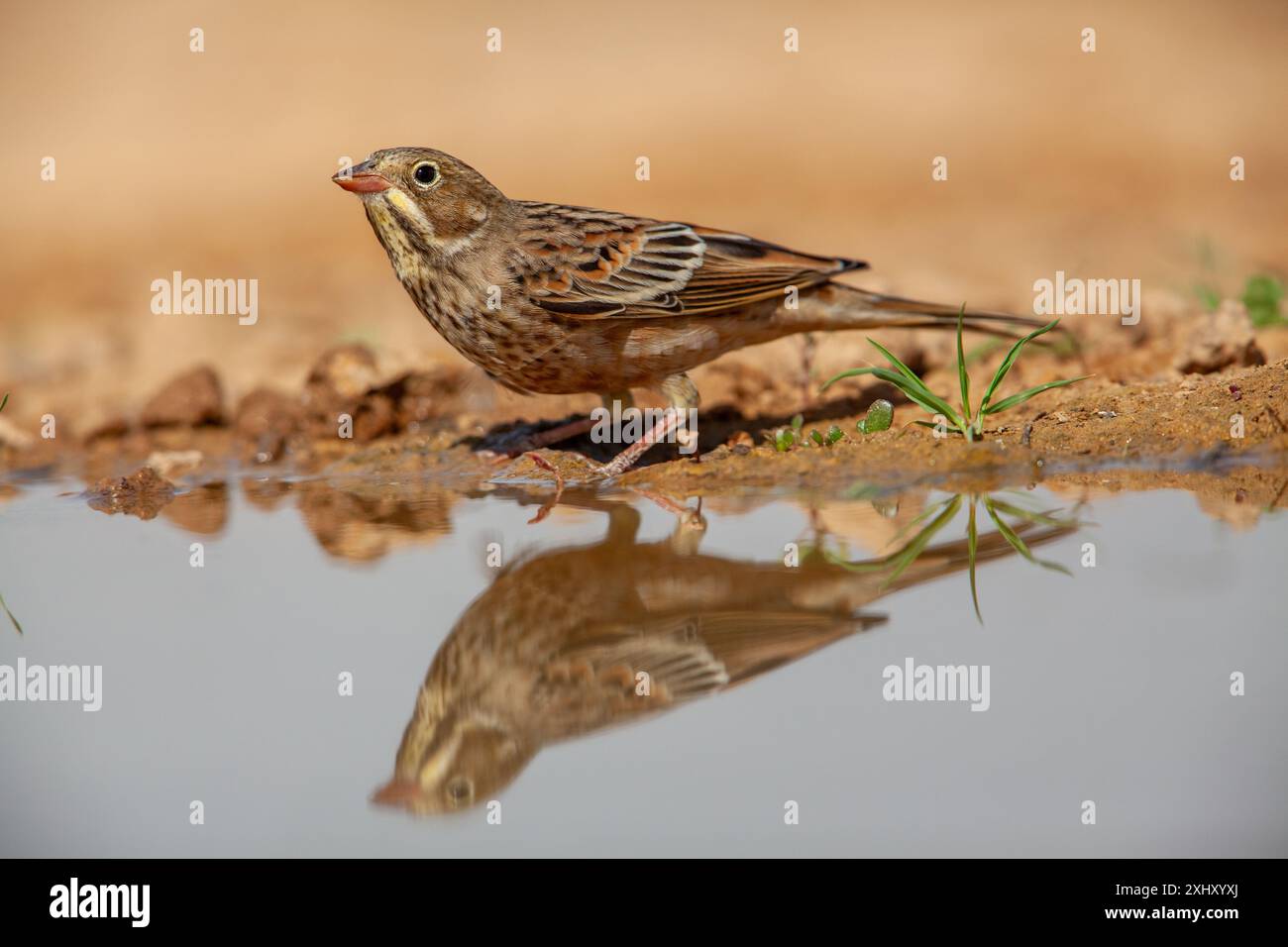 Ortolan Bunting drinking water in the desert Stock Photo - Alamy