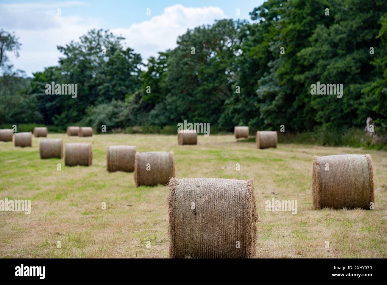 Round hay bales Ufford Suffolk England Stock Photo - Alamy