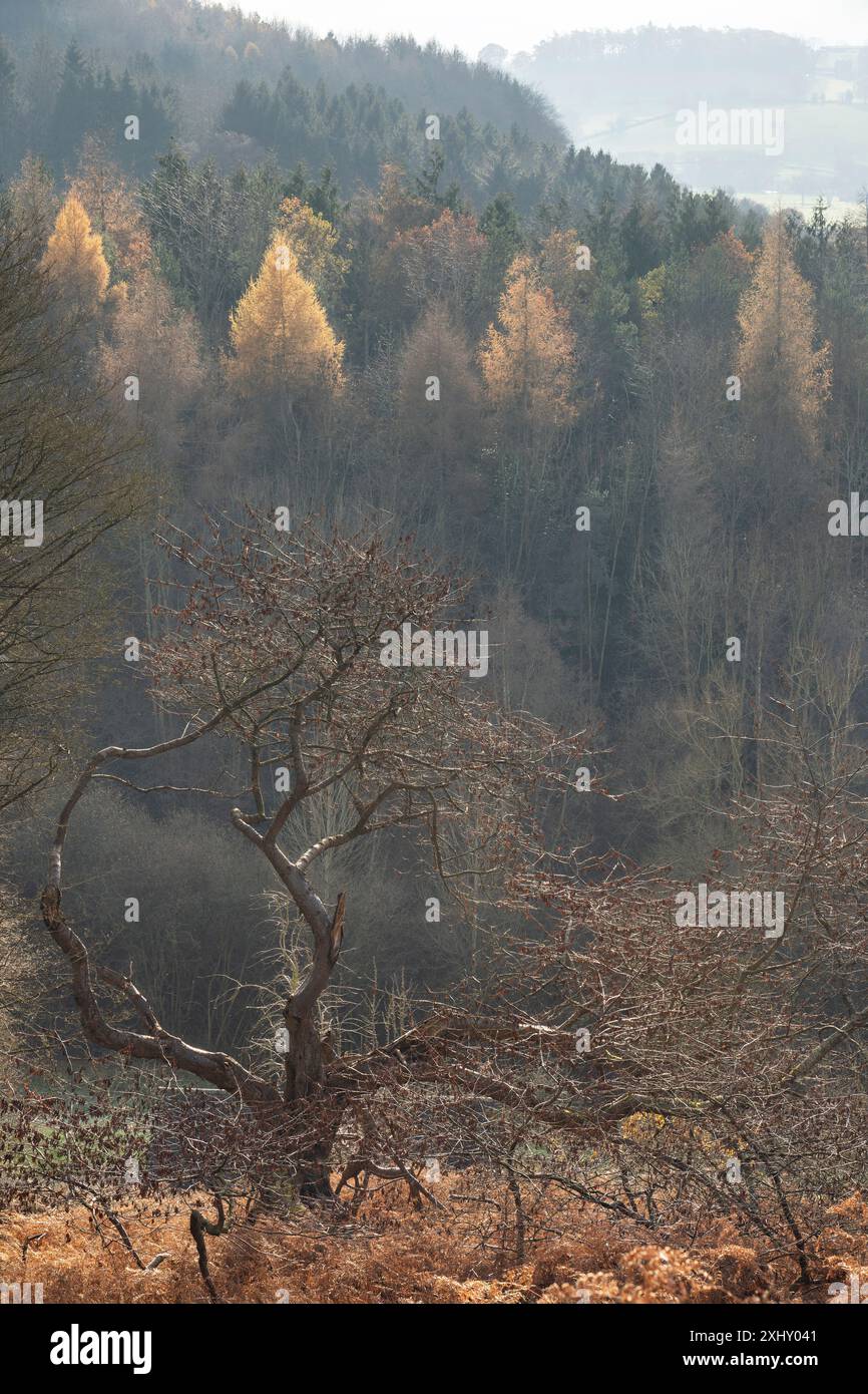 South Shropshire landscapes and woodland viewed from Hopesay Common ...