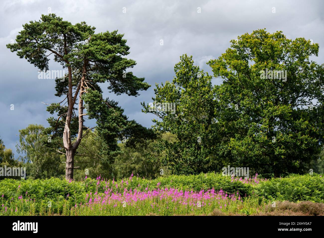 Suffolk heathlands hi-res stock photography and images - Alamy