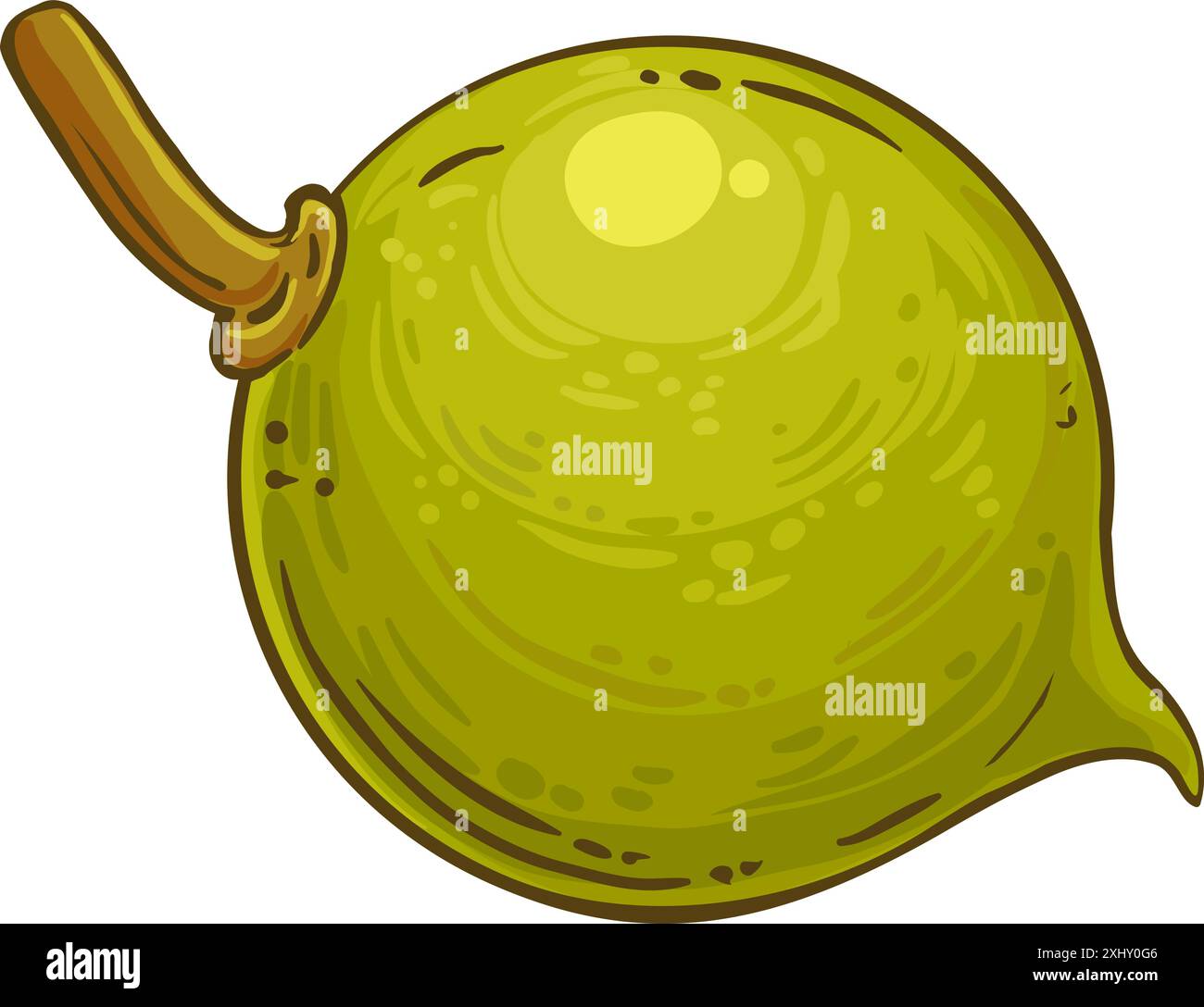 Macadamia Nuts Colored Detailed Illustration Stock Vector Image & Art ...