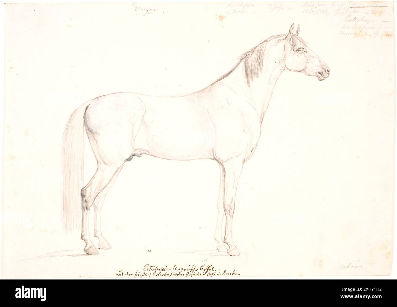 Drawing by Christian David Gebauer depicting a stallion, showing ...