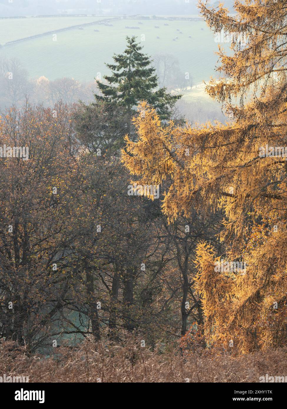 South Shropshire landscapes and woodland viewed from Hopesay Common ...