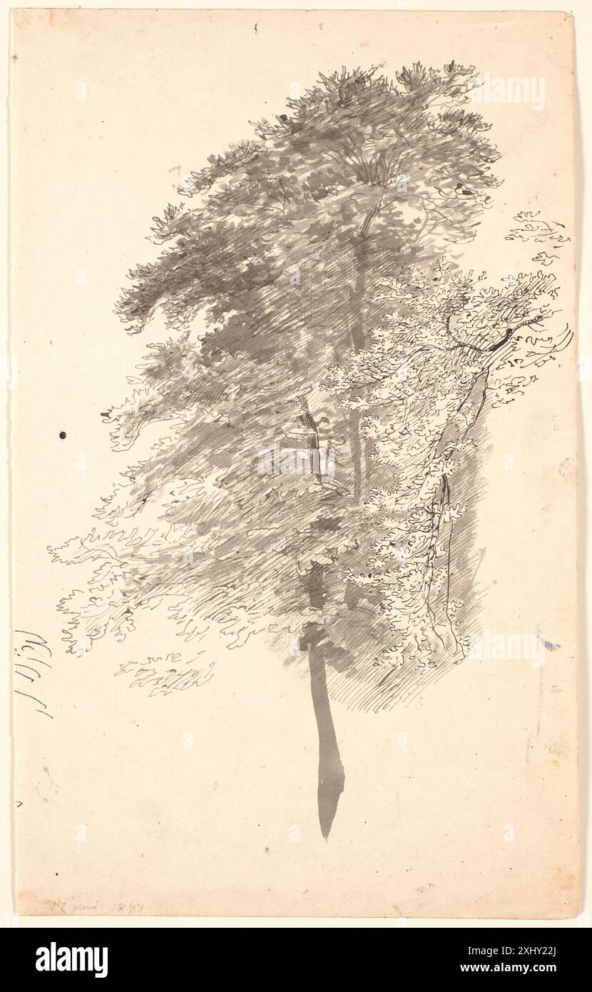 Study of tall slim trees with foliage. Skovgaard, P.C. 1817 - 1875 ...