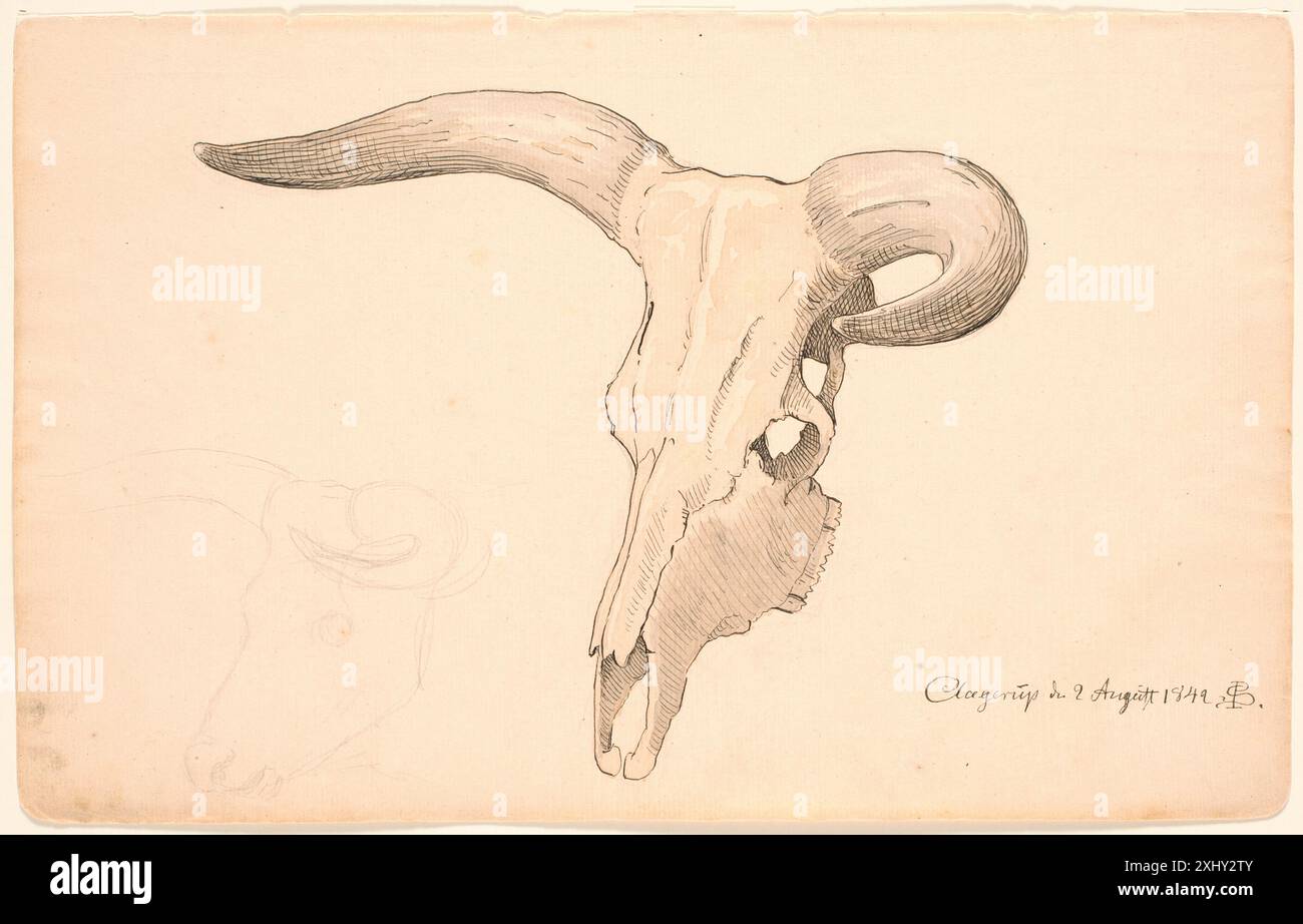 Skull of a cow, in three -quarters profile, the left horn curved ...