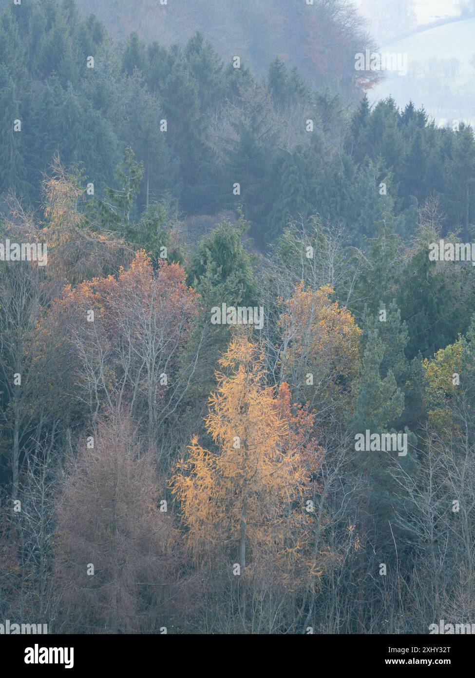 South Shropshire landscapes and woodland viewed from Hopesay Common ...