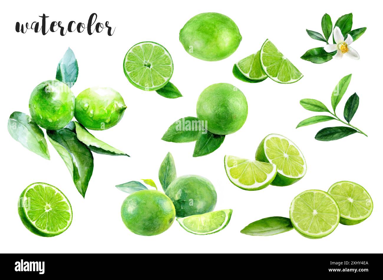 Vibrant Watercolor Lime Illustrations with Leaves, Flowers, botanical ...