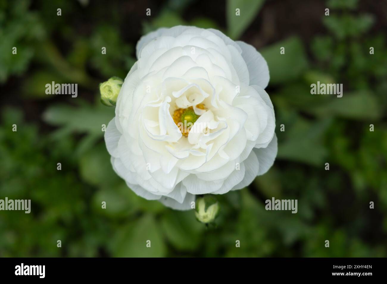 Persian buttercup flower field ranunculus hi-res stock photography and ...