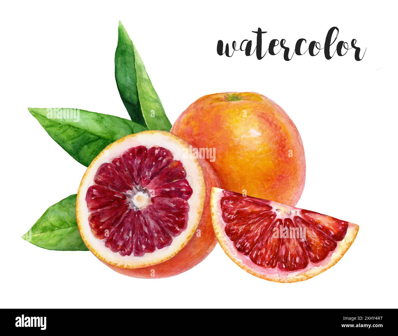 Watercolor of Blood Oranges with Leaves shows the beauty and freshness ...