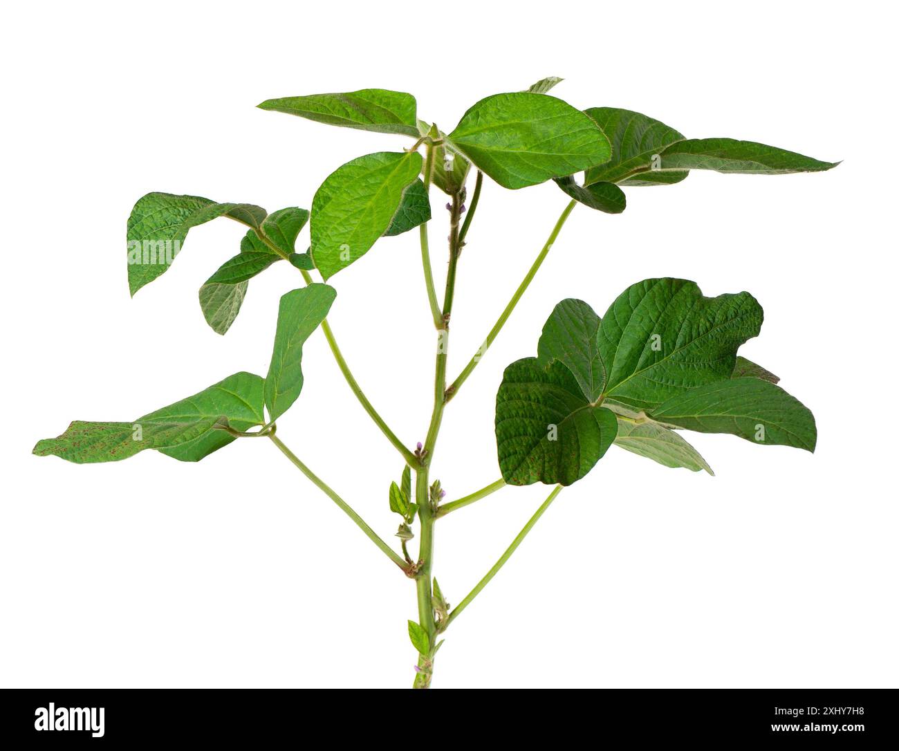 Green soybean bush isolated on white background. Soy bean plant Stock ...