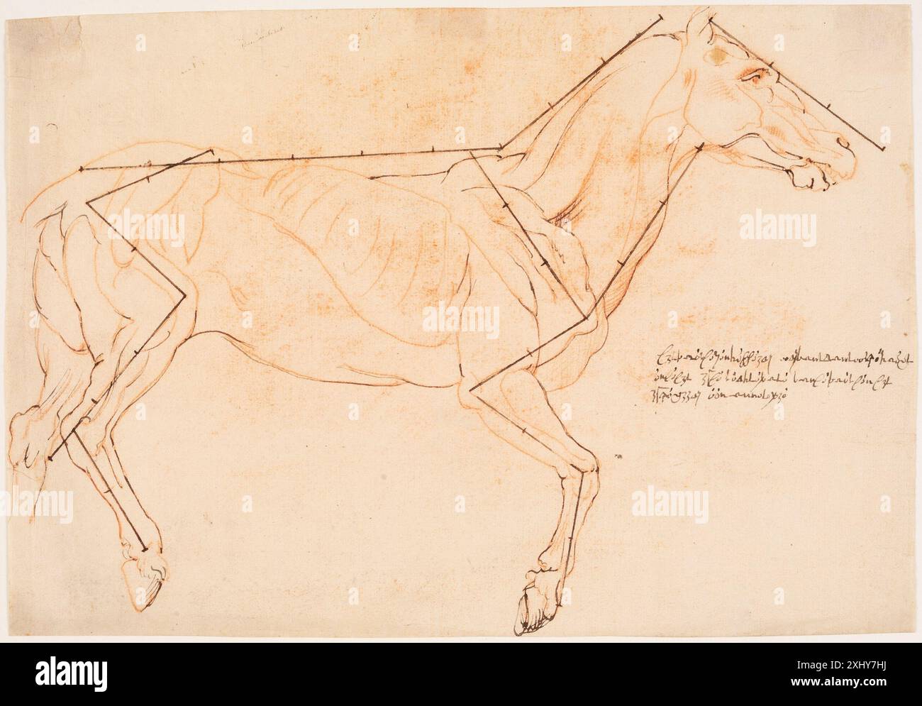Anatomical and proportional study. A horse Panneels, Willem 1600 - 1634 ...