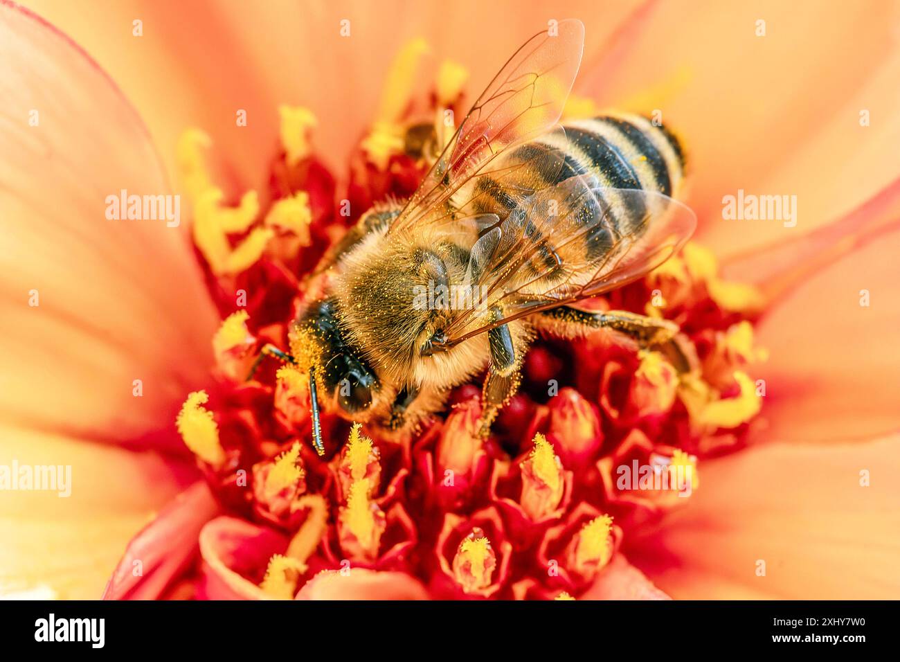 Biene sitzt auf der Blüte einer Dahlie, sammelt Pollen, bestäubt die ...