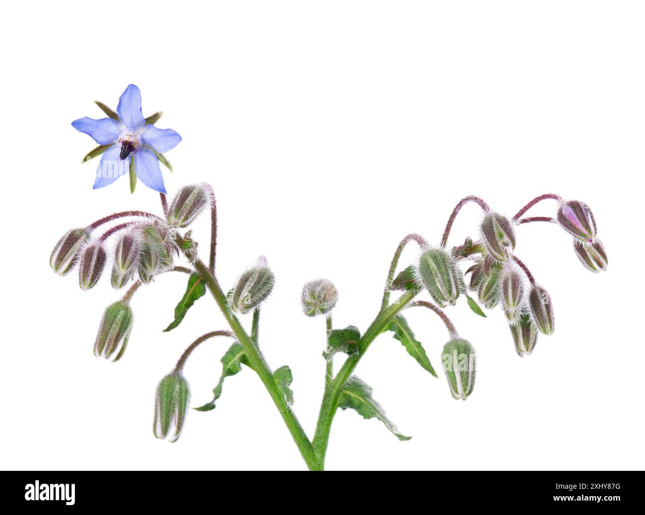 Borage flowers isolated on white background. Borago officinalis bush ...