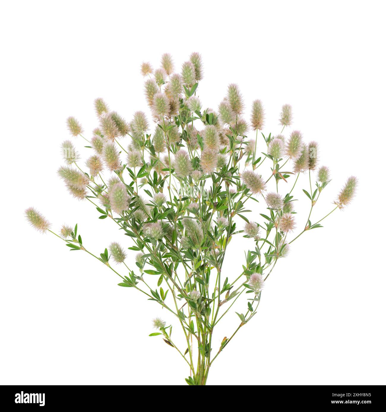 Stone clover isolated on white background. Trifolium arvense or ...