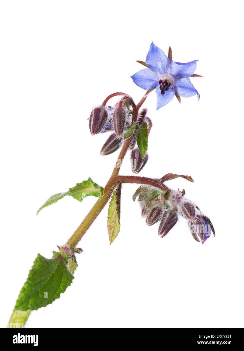 Borage flowers isolated on white background. Borago officinalis bush ...