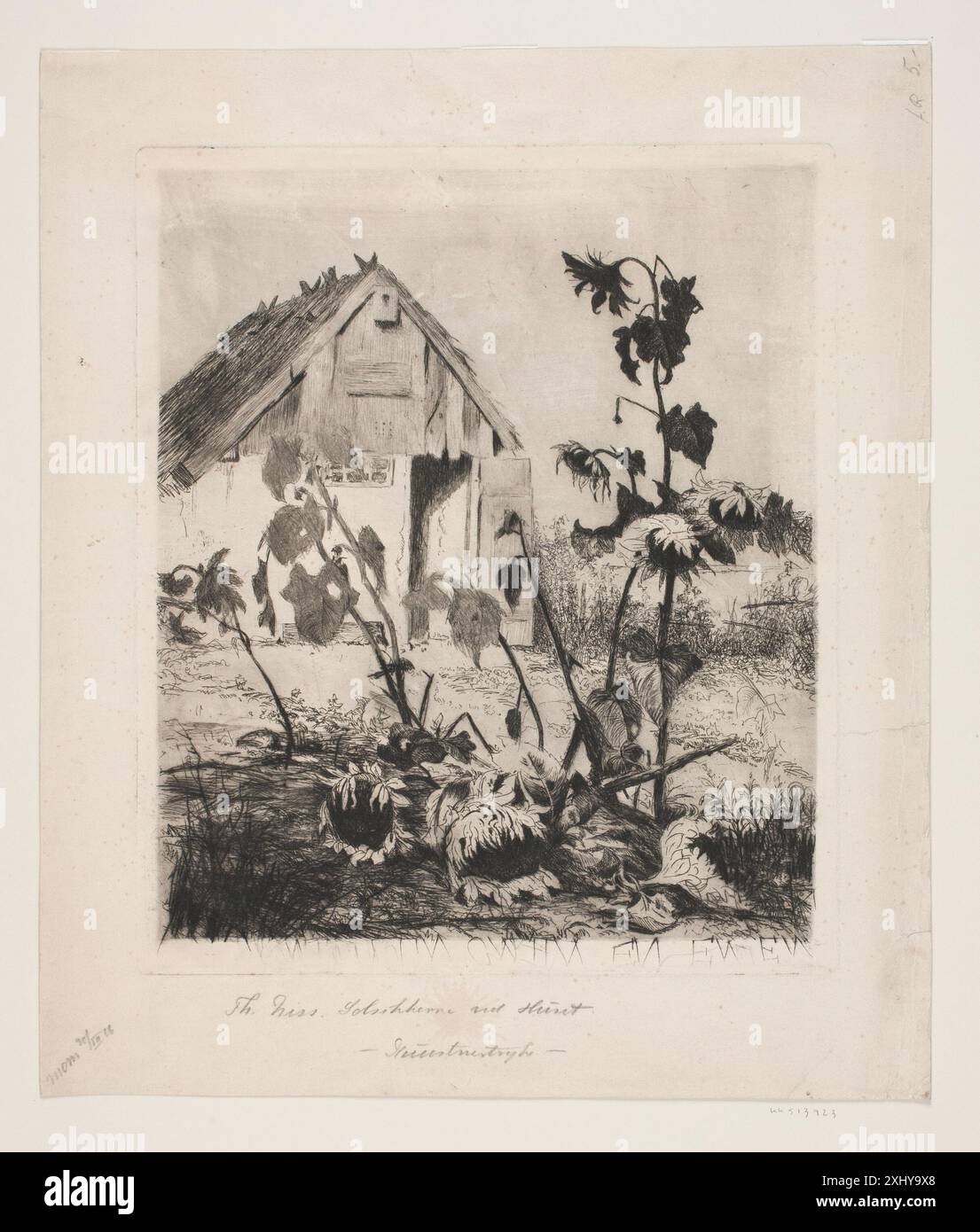 The sunflowers at the house Niss, Thorvald 1842 - 1905 Engraving, Print ...
