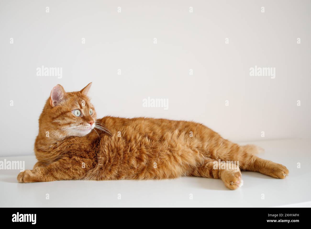 Adult ginger cat lying on white background Stock Photo - Alamy