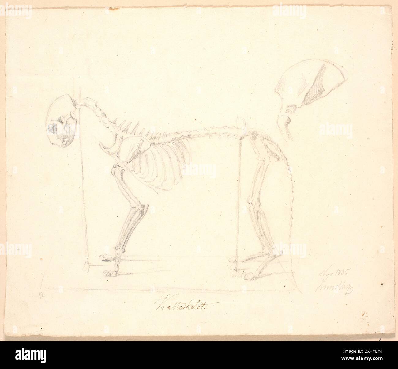Cat skeleton. At the top of a retail study Lundbye, Johan Thomas 1818 ...