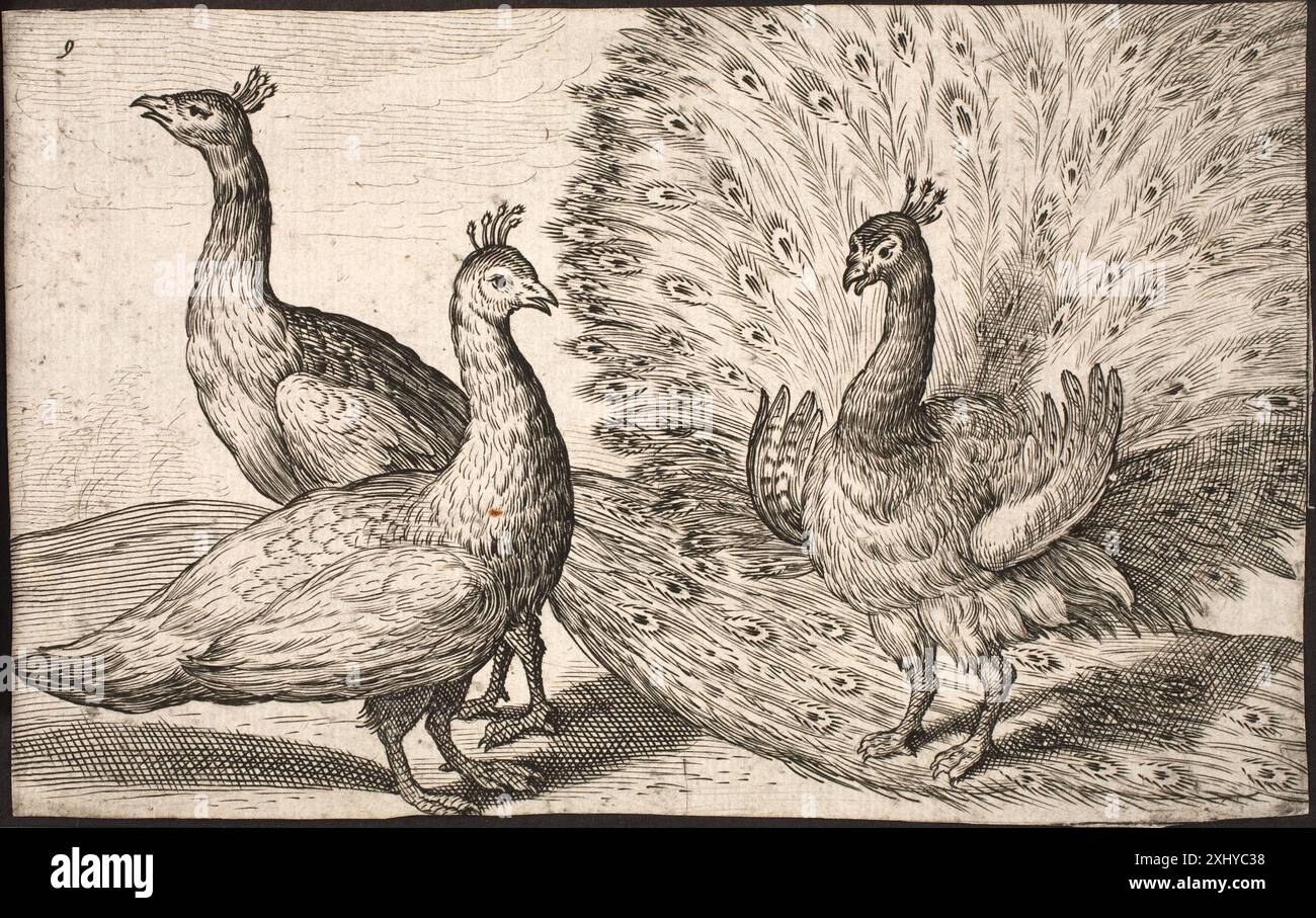 Three peacocks Matham, Jacob 1571 - 1631 Copper engraving, Print Three ...