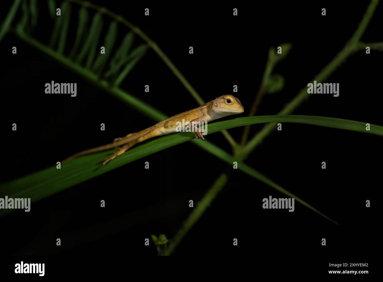 Oriental Garden Lizard - Calotes versicolor, colorful changeable lizard ...