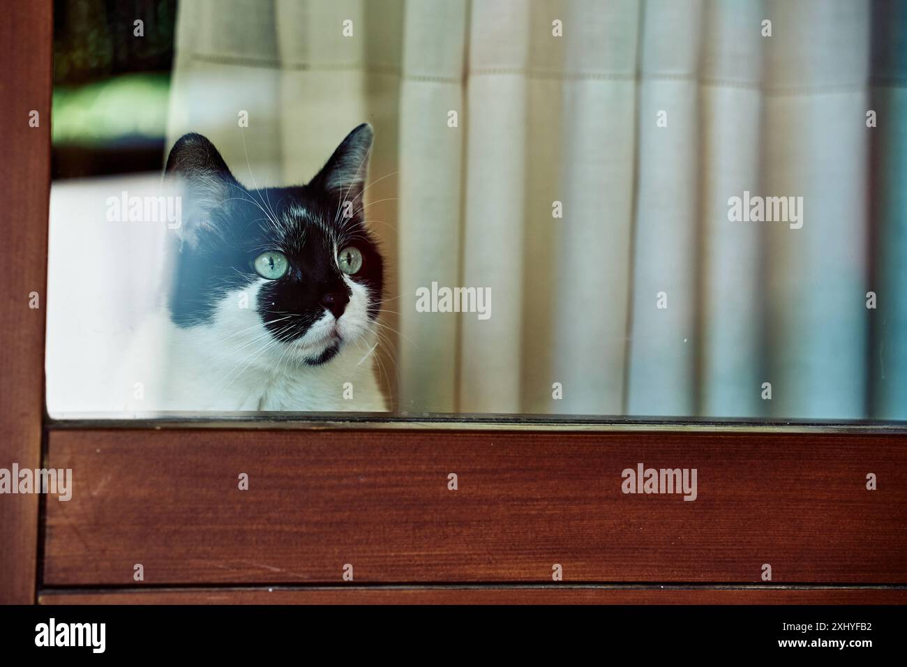Katze vorhang hi-res stock photography and images - Alamy