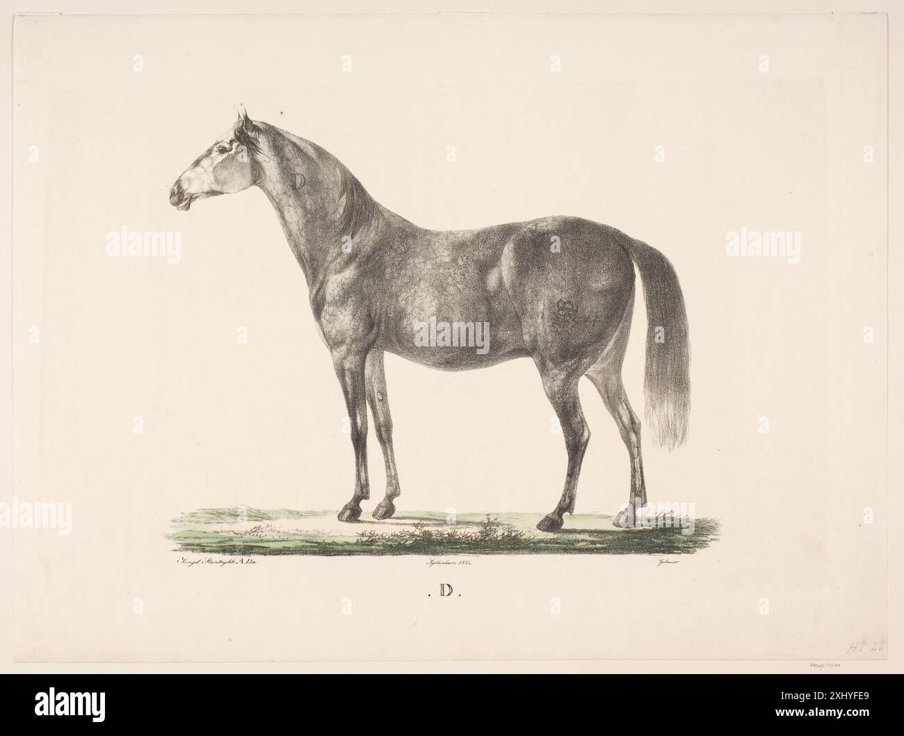 A lithograph by Christian David Gebauer (1777–1831) depicting a horse ...