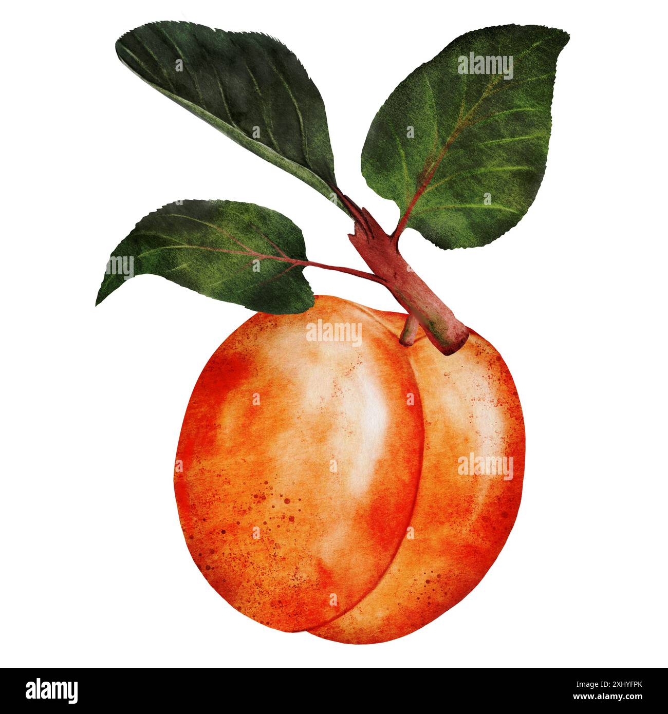 Apricot watercolor. Juicy illustration hand drawing of ripe fruit. Clip ...