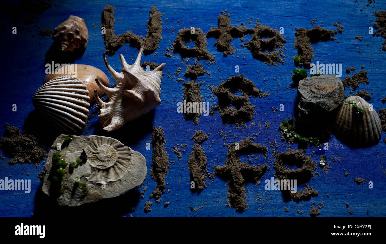 Sand and shells background hi-res stock photography and images - Alamy